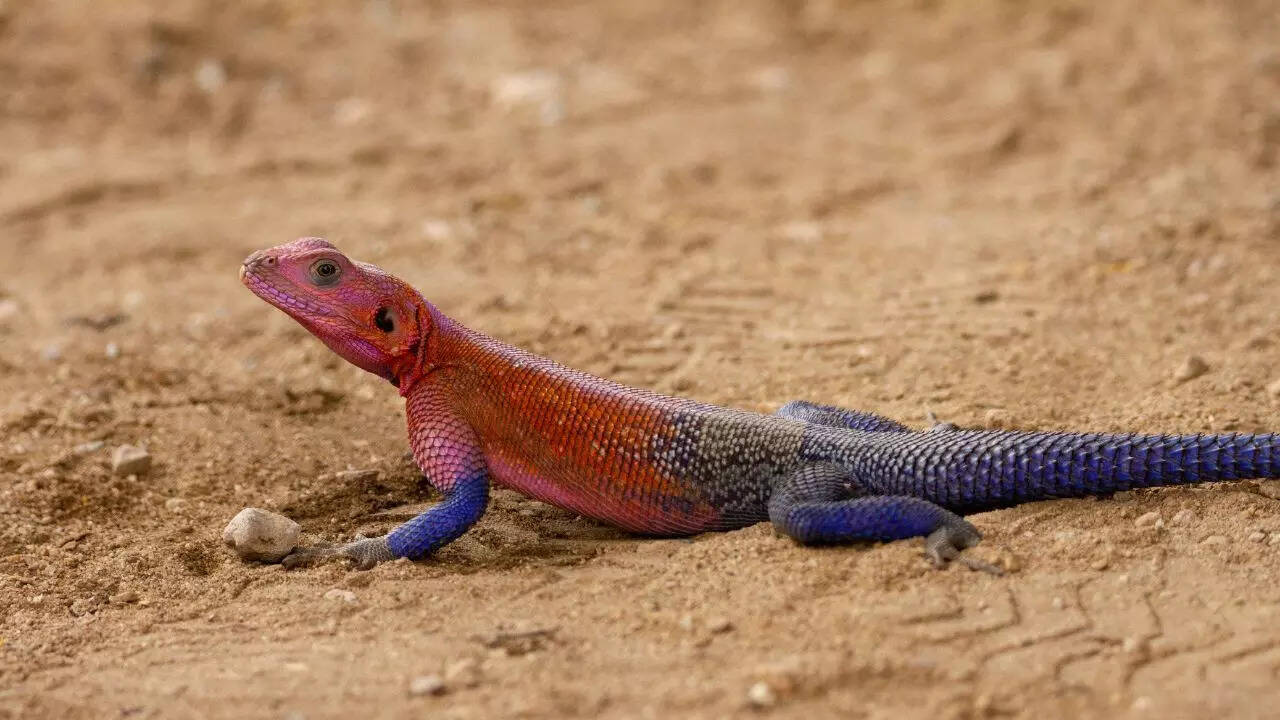 Meet the ‘Spider-Man lizard’: The science behind the Mwanza flat-headed ...