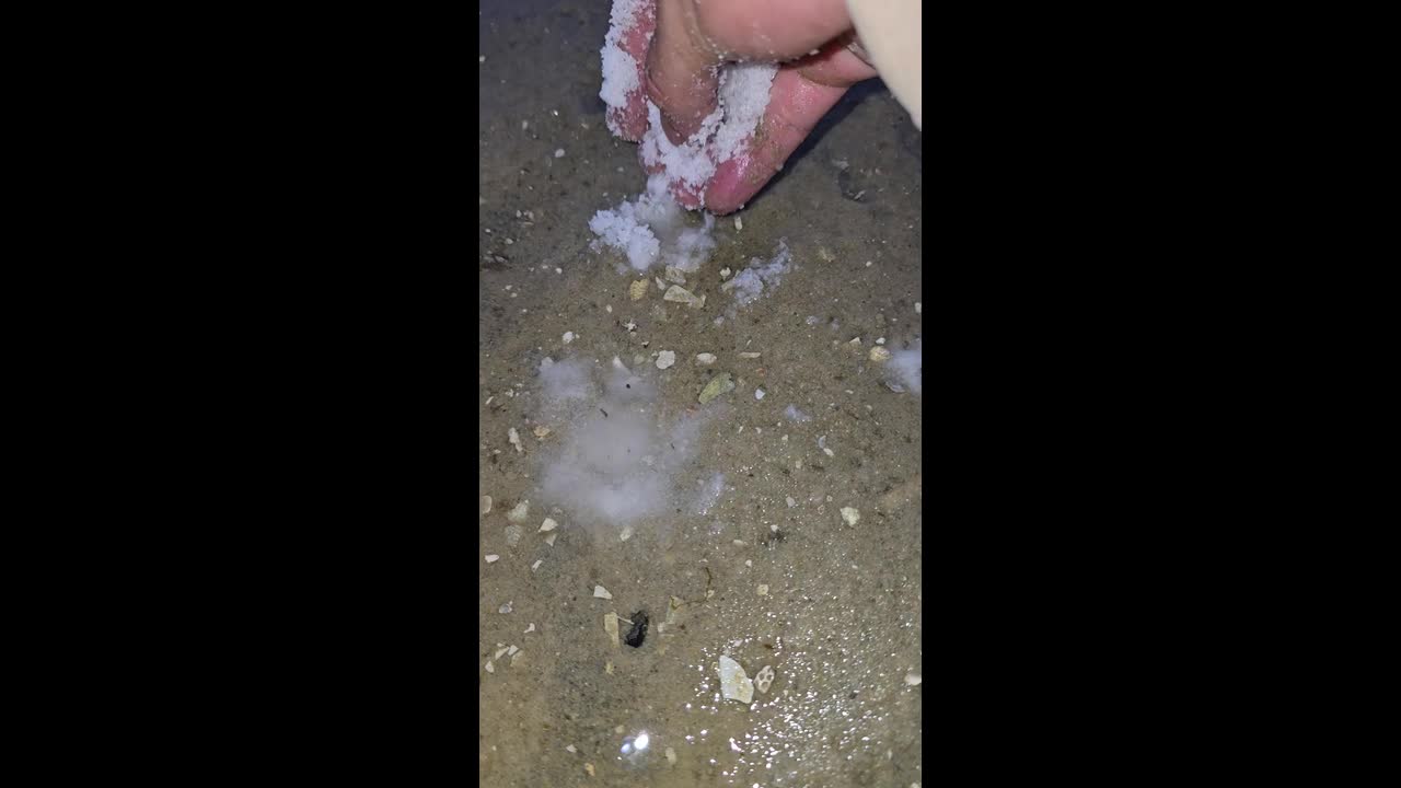 Skin-crawling footage shows fisherman extract razor clams from beach ...
