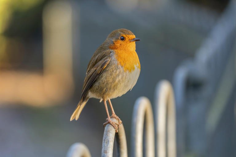 Rouges-gorges : voici le seul type de balcon qu'ils aiment en hiver