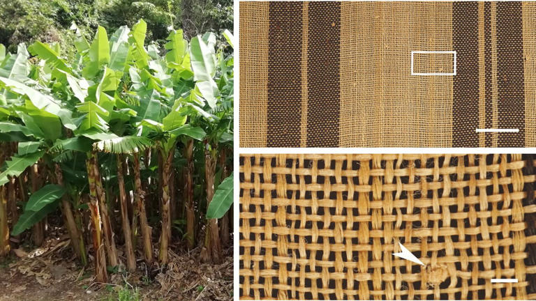Bashofu textiles combine banana fiber structure and artisan skill for ...