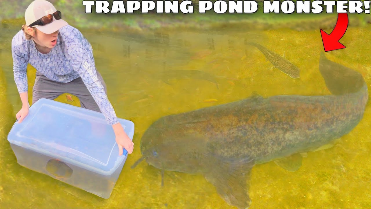 Pond Monster Caught! Plus Two Fish I’ve Never Owned Before