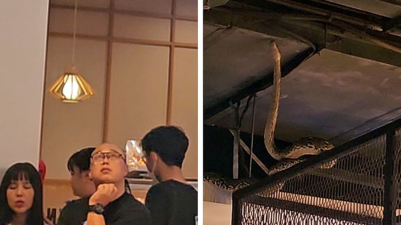 Python slithers along Thailand shopping center ceiling