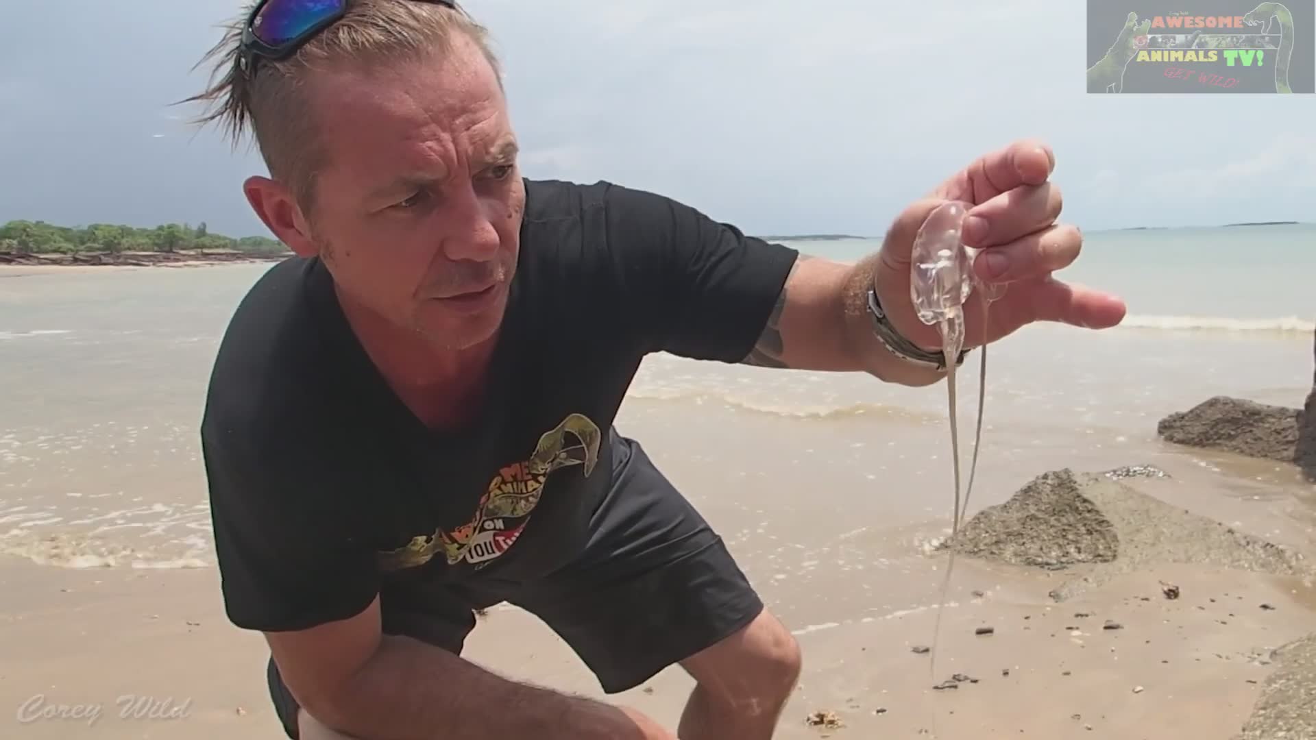 Box jellyfish sting severity and treatment