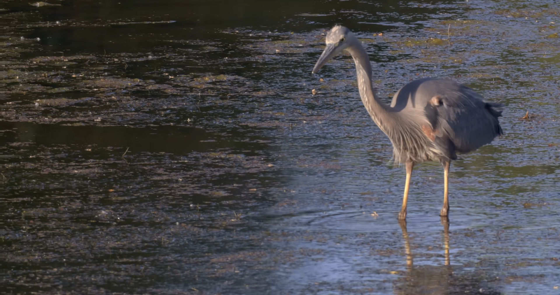 Why This Bird Is the Closest Thing to a Real Dinosaur