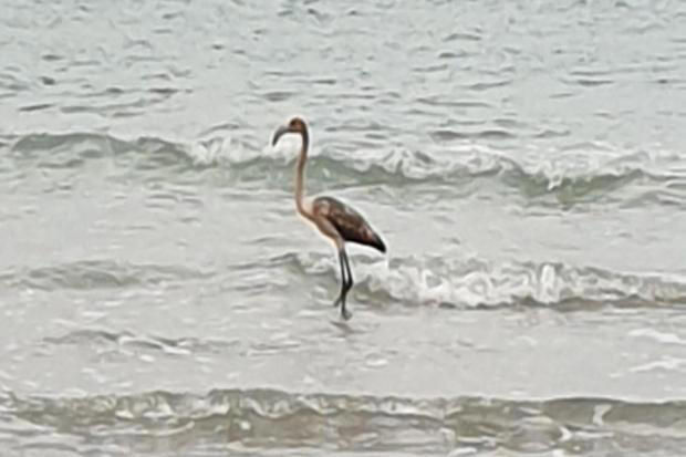 Is this Frankie? Missing flamingo sighting reported outside the UK