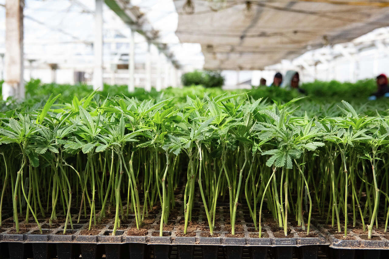 New $47M deal for California cannabis company signals optimism for new year