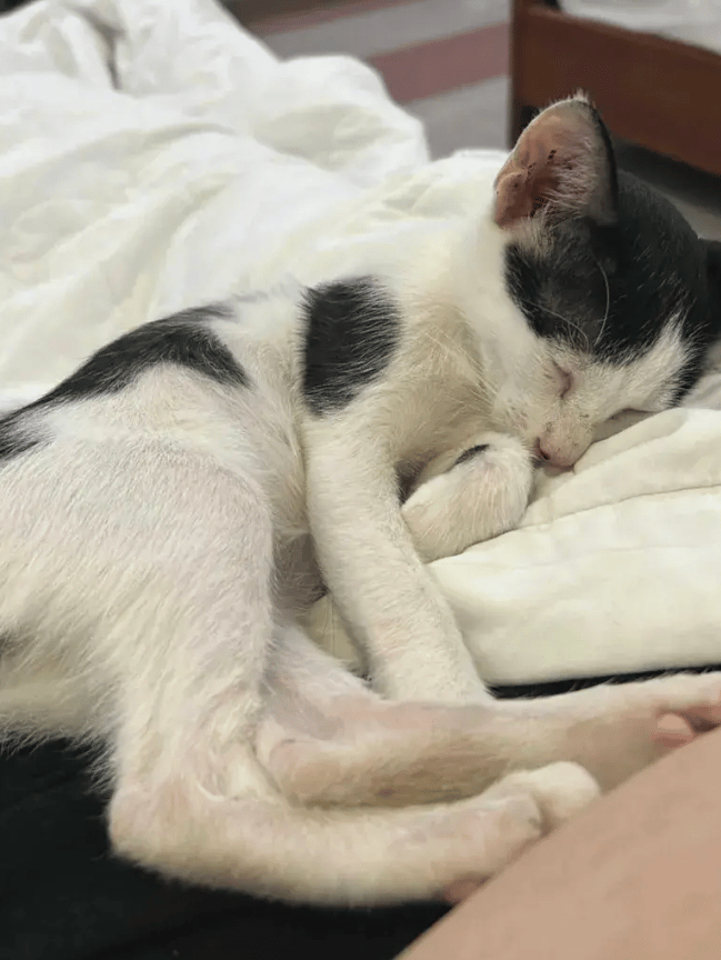 Young woman finds a kitten near a rubbish bin but shelters tell her ...