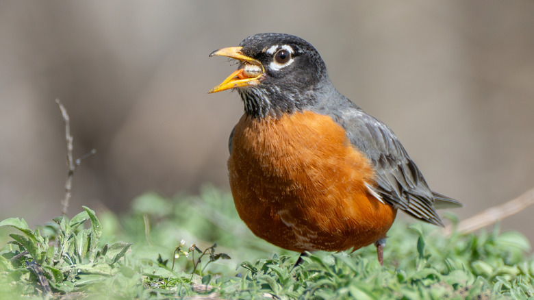 Attract More Robins To Your Yard With A Clever Feeding Hack