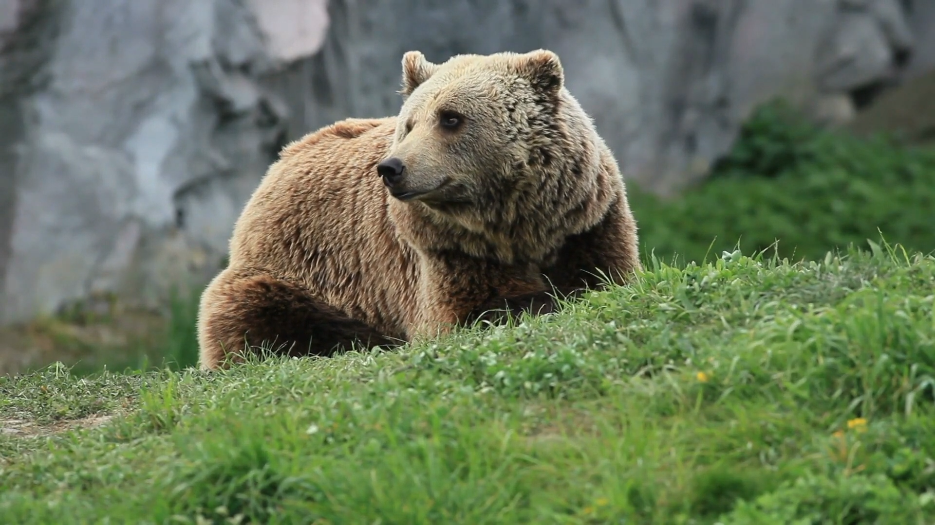 The case for rewilding Britain with black bears