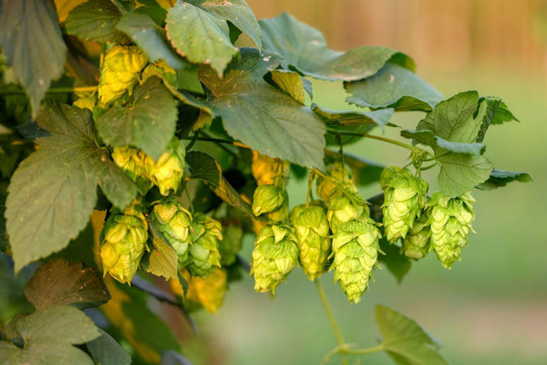 These Are the New Hop Varieties To Look For On Your Next Can of Beer