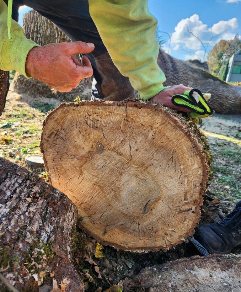 Invasive beetle known to infect Oregon white oak trees found in Marion ...