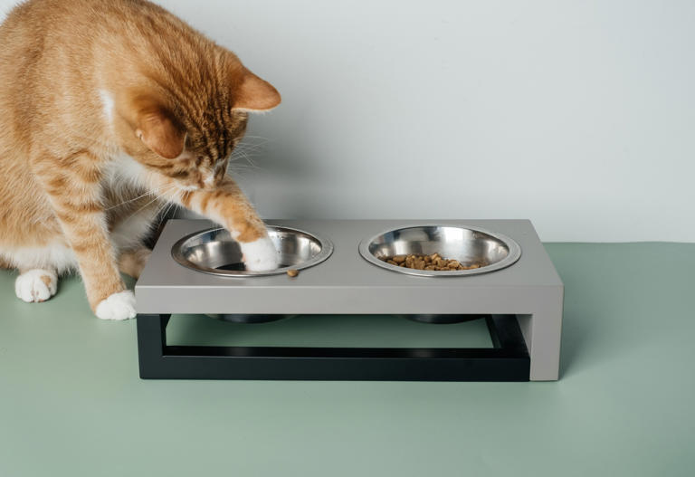 Why Do Cats Dip Their Paw In Water Bowls?