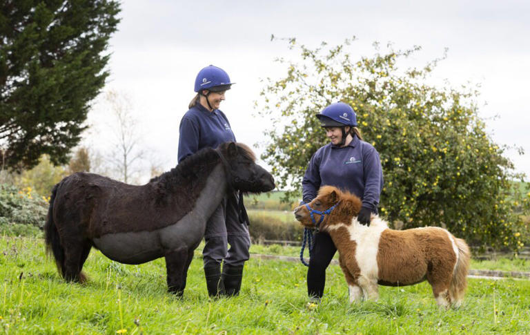 Meet Pam one of the world’s smallest ponies – just 24 inches tall