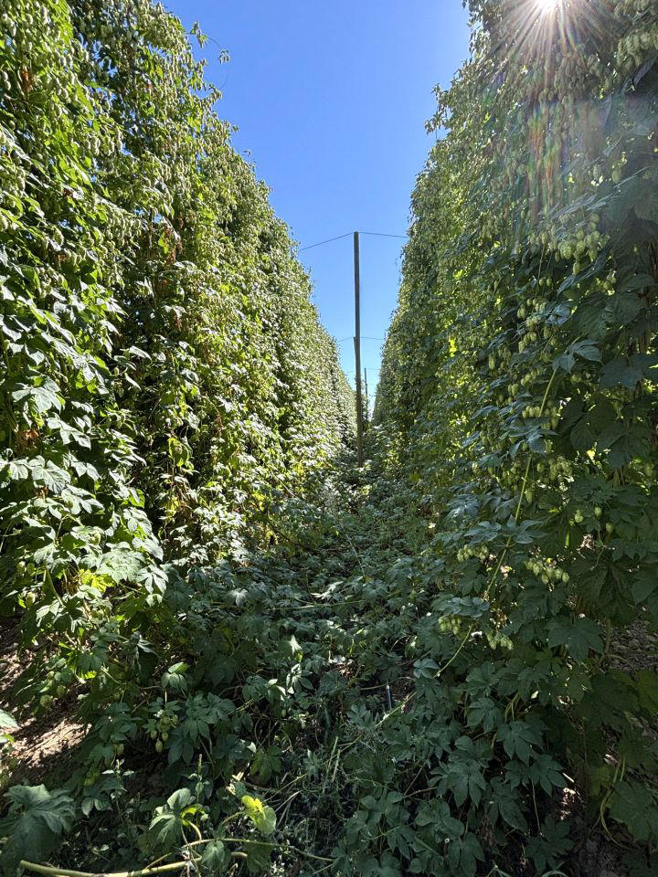 These Are the New Hop Varieties To Look For On Your Next Can of Beer