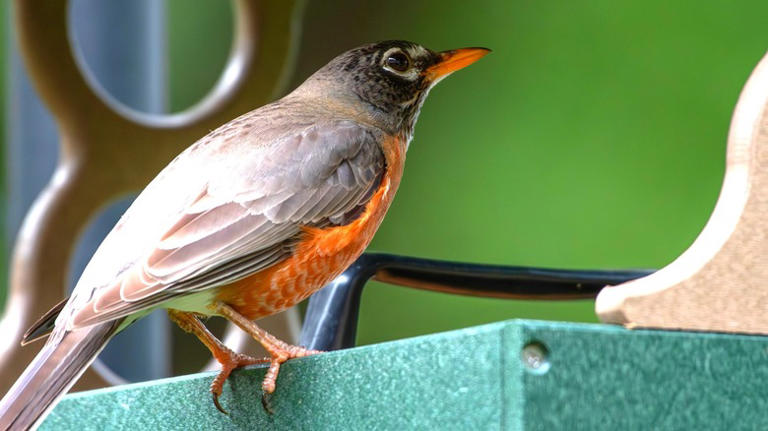 Attract More Robins To Your Yard With A Clever Feeding Hack