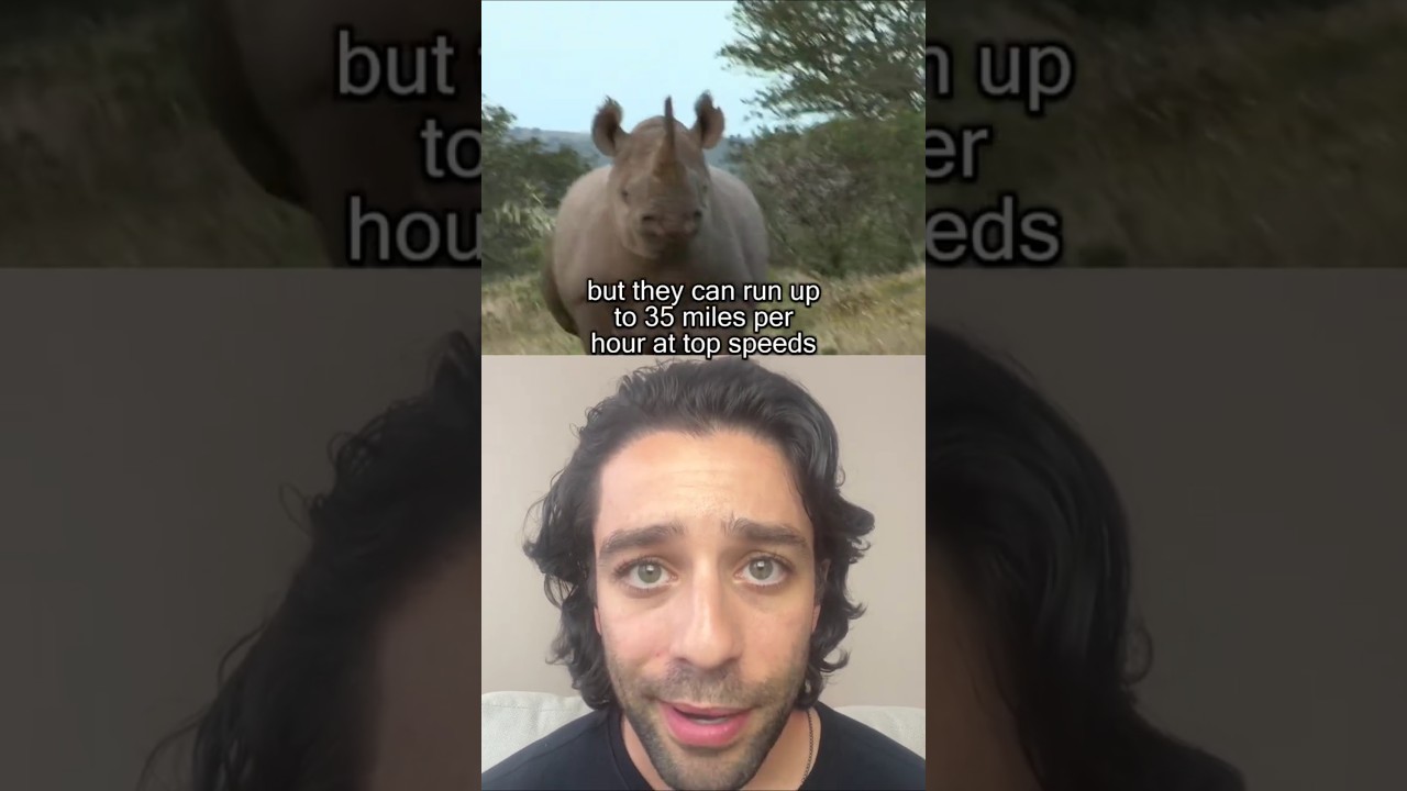 How to survive a rhino encounter in the wild