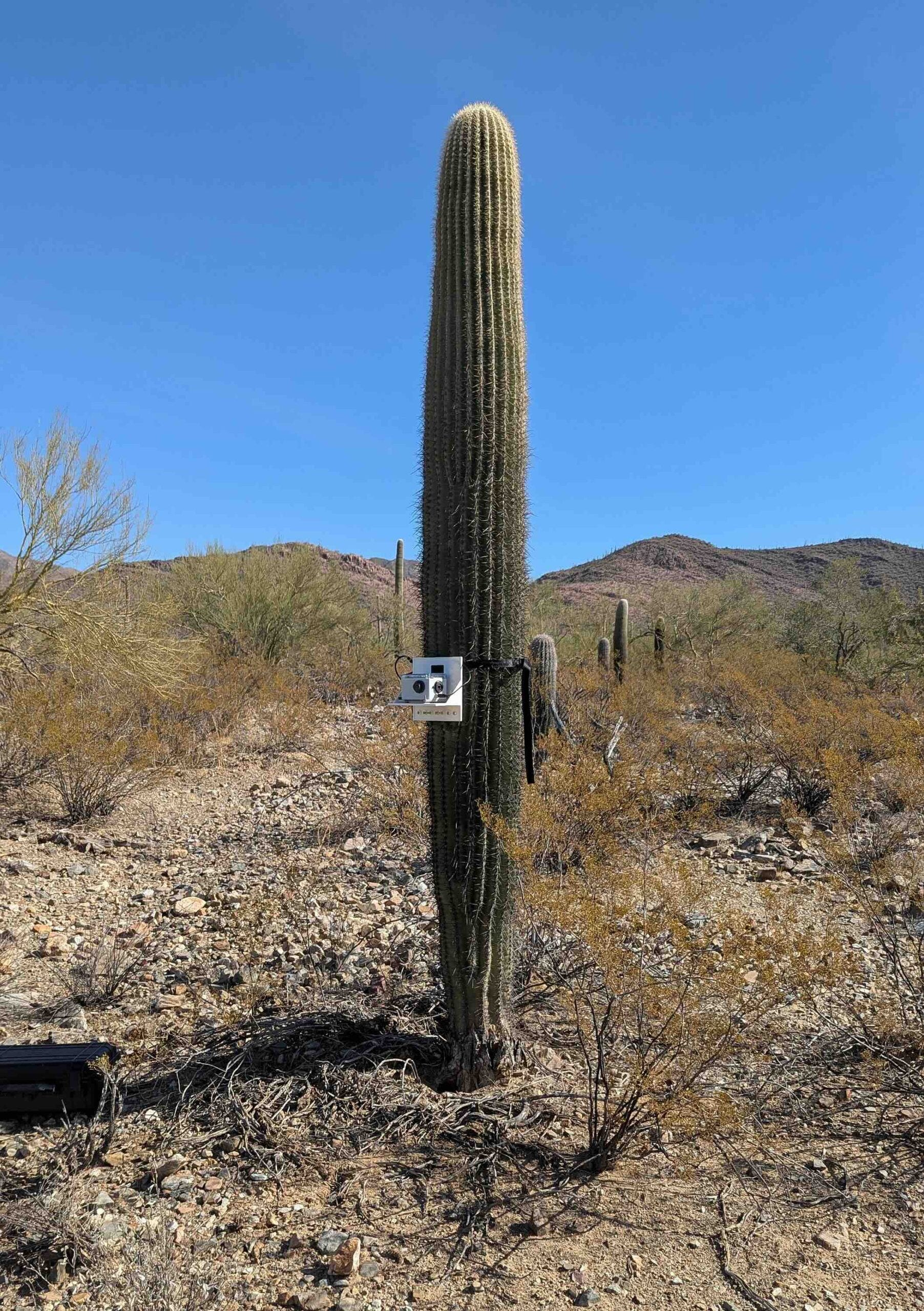The 'vibes' of a saguaro can help scientists study the cactus without ...