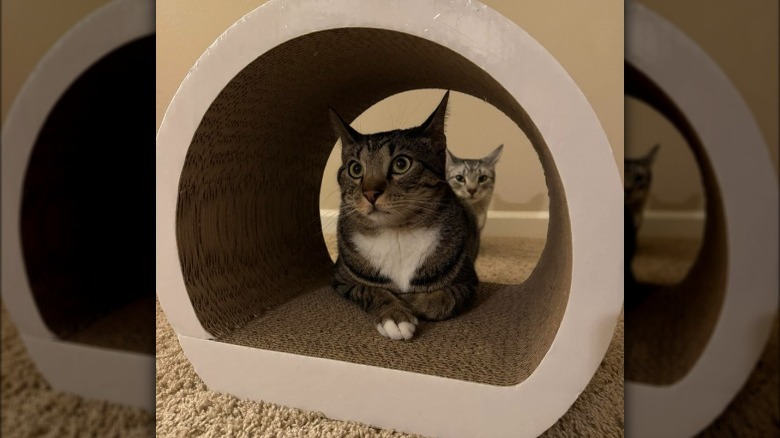 Funny photos that are peak cat