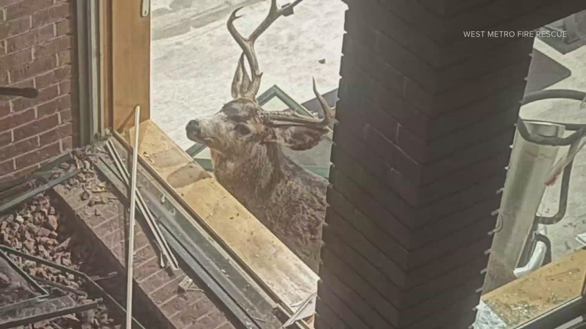 Deer crash through window into basement of Colorado home