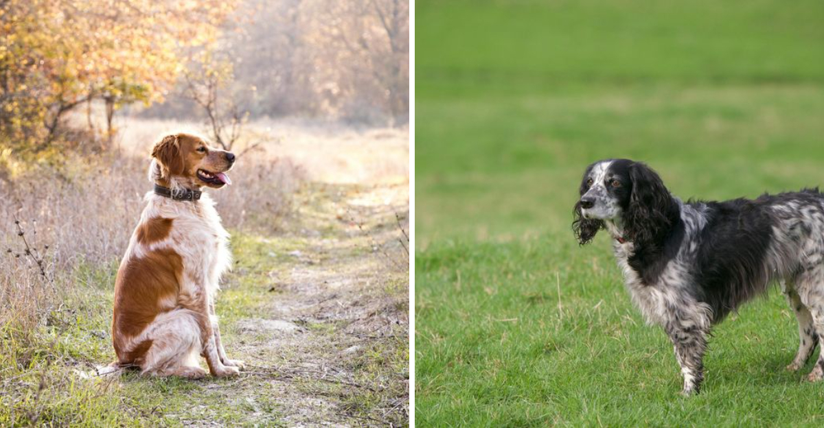 11 Hard-Working Hunting Dogs To Take Along In The Field