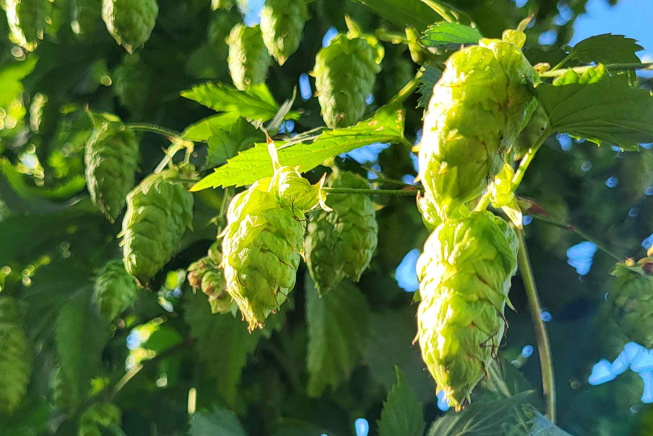 These Are the New Hop Varieties To Look For On Your Next Can of Beer