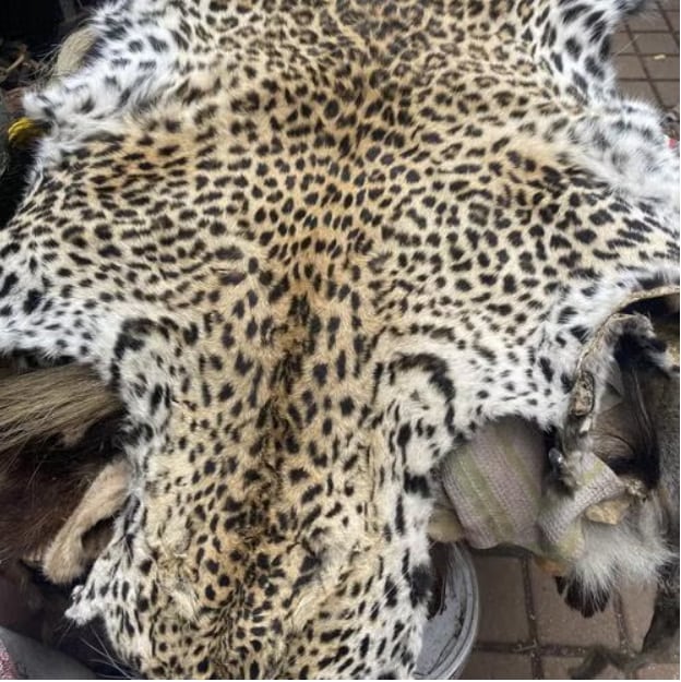 Wildlife traffickers moving ‘dirty money’ within web of organized crime ...