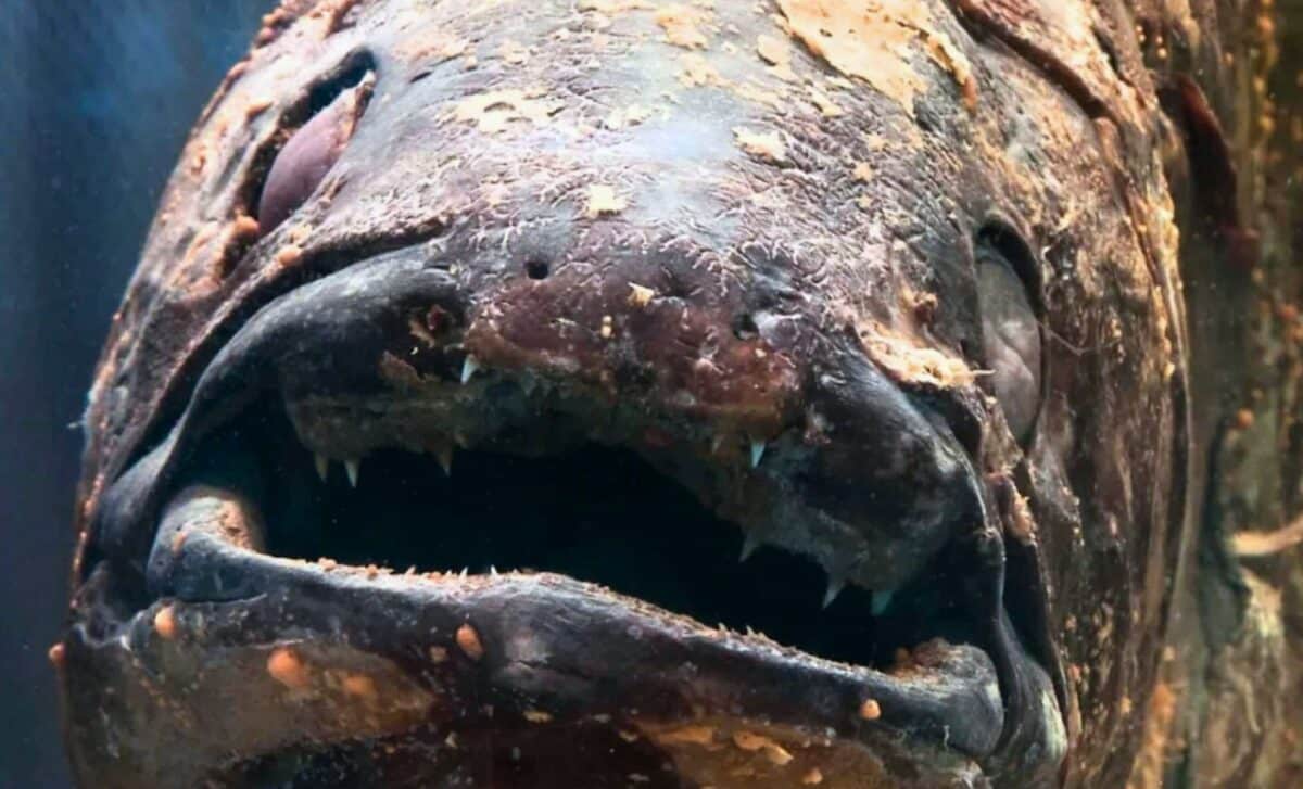 Believed Extinct Since the Age of Dinosaurs, Prehistoric Fish Caught ...