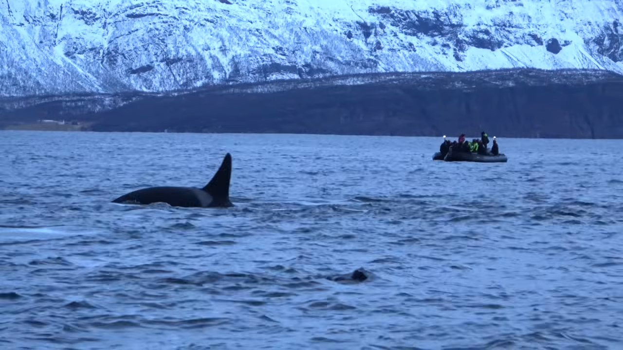 Swimming with Orcas in Norway (Once in Lifetime Experience)