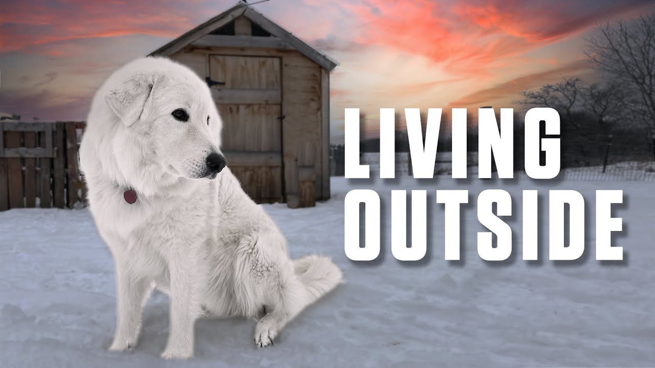 Where guard dog sleeps at night on Gold Shaw Farm