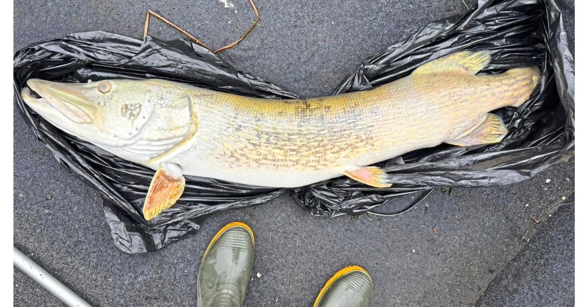Hundreds of fish die as salt surges devastate the Broads