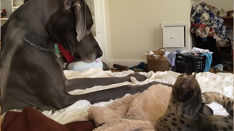 Big Dog, Small Cat, Big Attitude