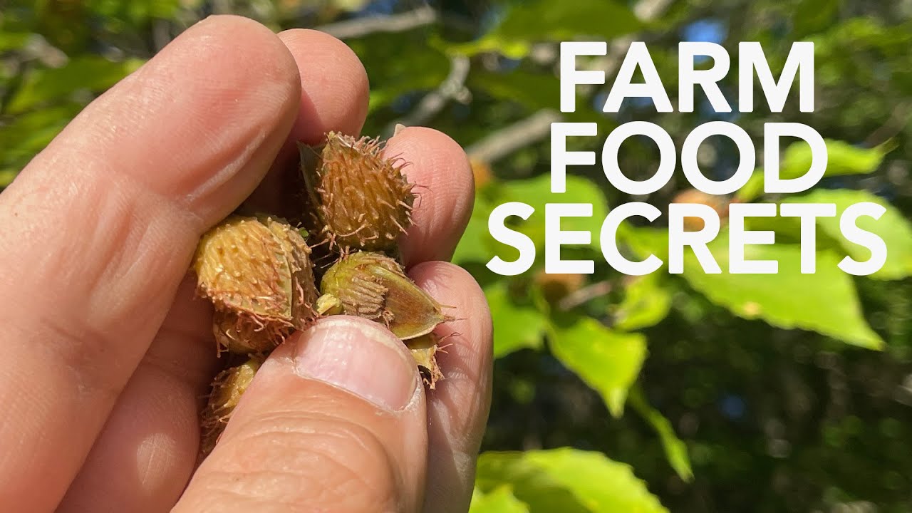 Top Tree Crops Every Farm or Homestead Should Plant