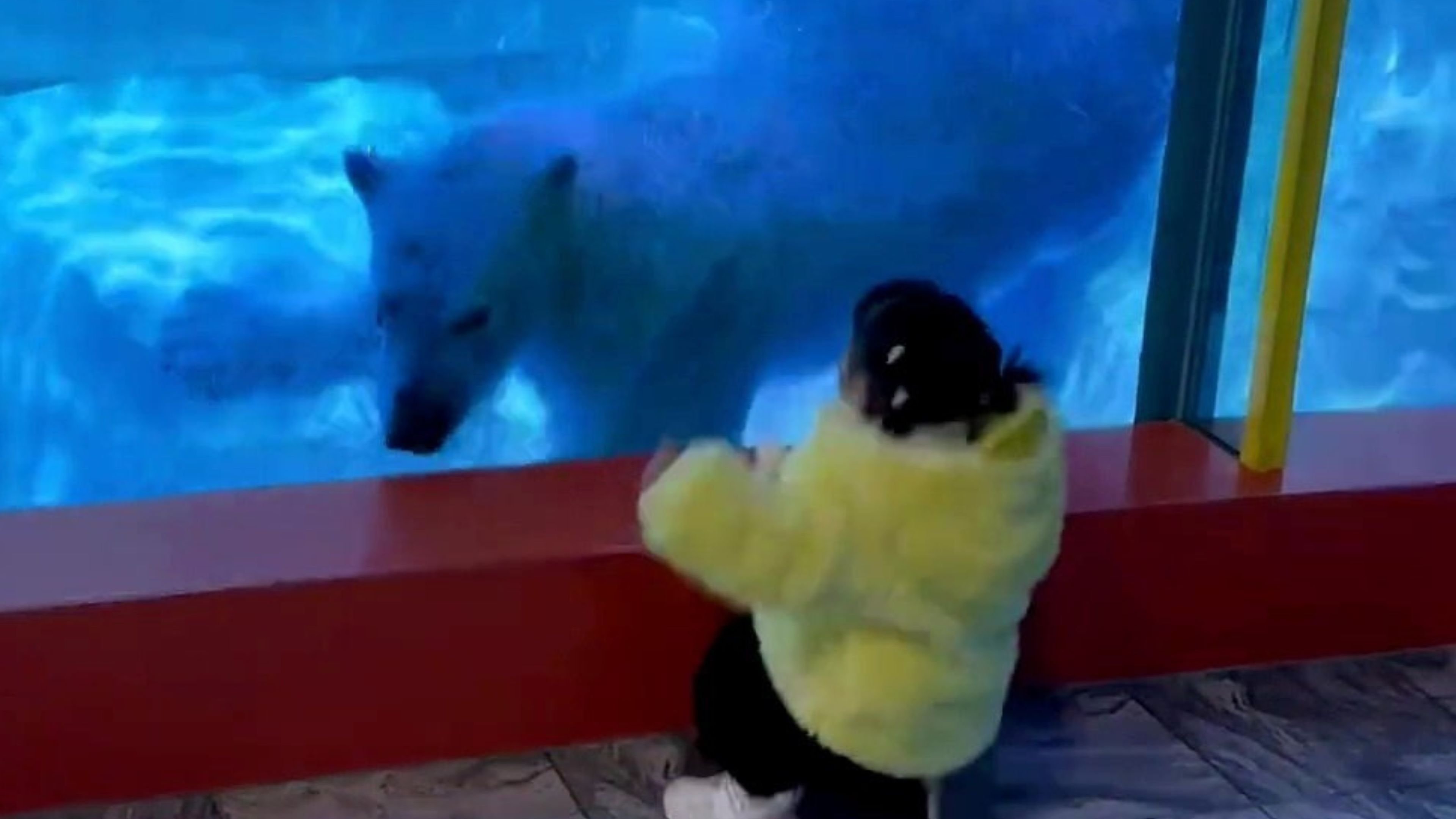 Tiny visitor gets a fright as polar bear 'lunges' at her