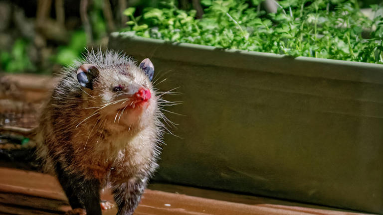 What You Should Do If You See An Opossum On Your Deck
