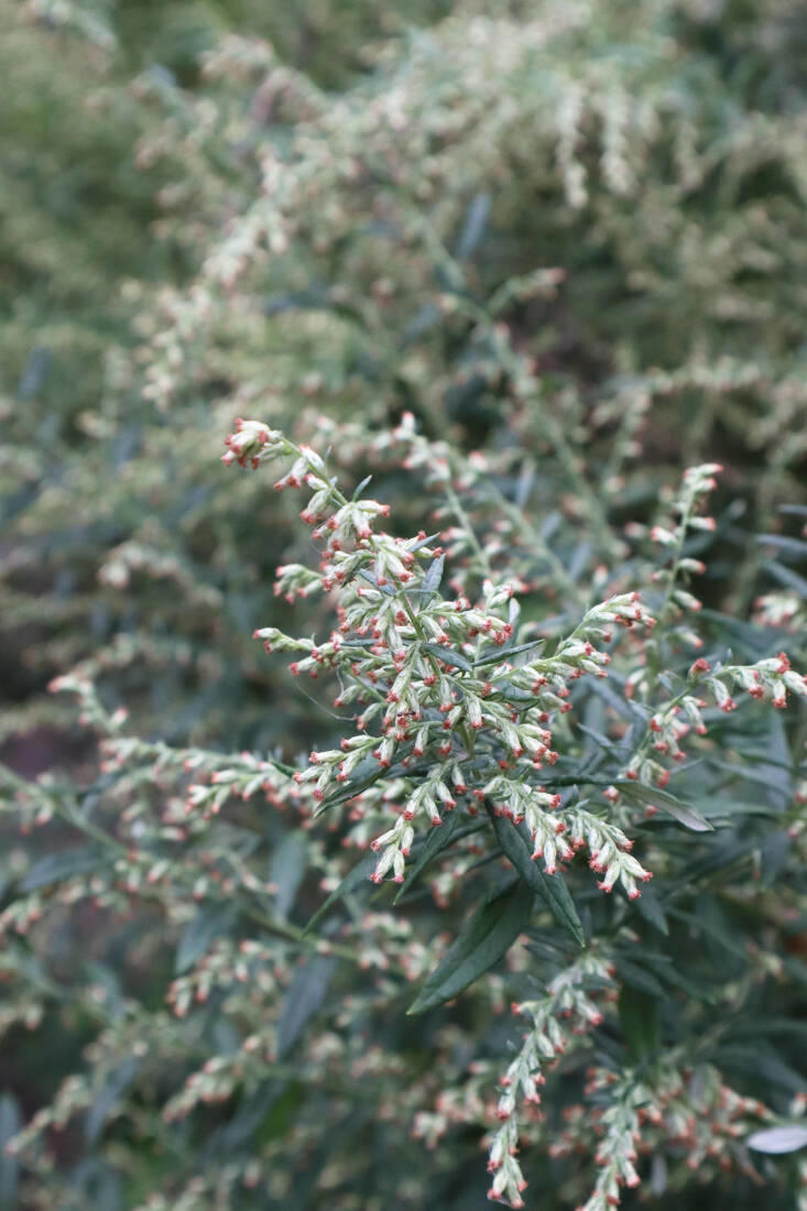 Mugwort Flowers: Dry the Invasive Herb for Cool Season Cooking