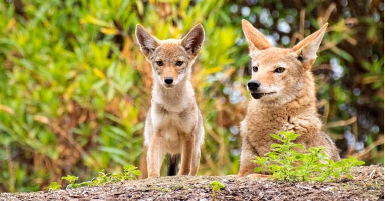 New Jersey attack leaves us wondering if coyotes are dangerous to humans