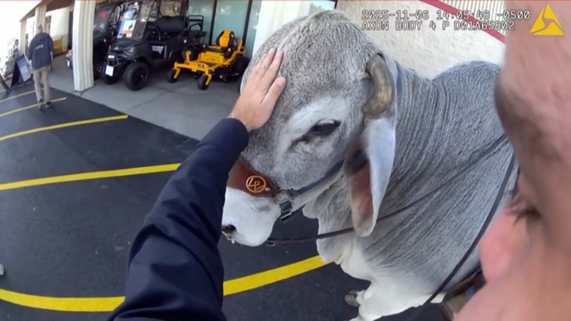 Police encounter cowboy riding bull in Ohio parking lot