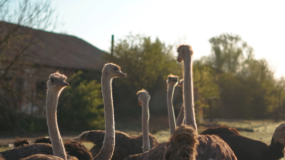 Unique Animal Farms And Ranches In The US