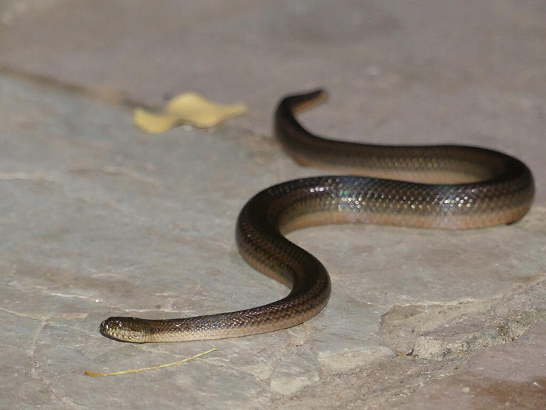 If You Encounter This Brightly Colored Snake Outdoors, Notify Officials ...