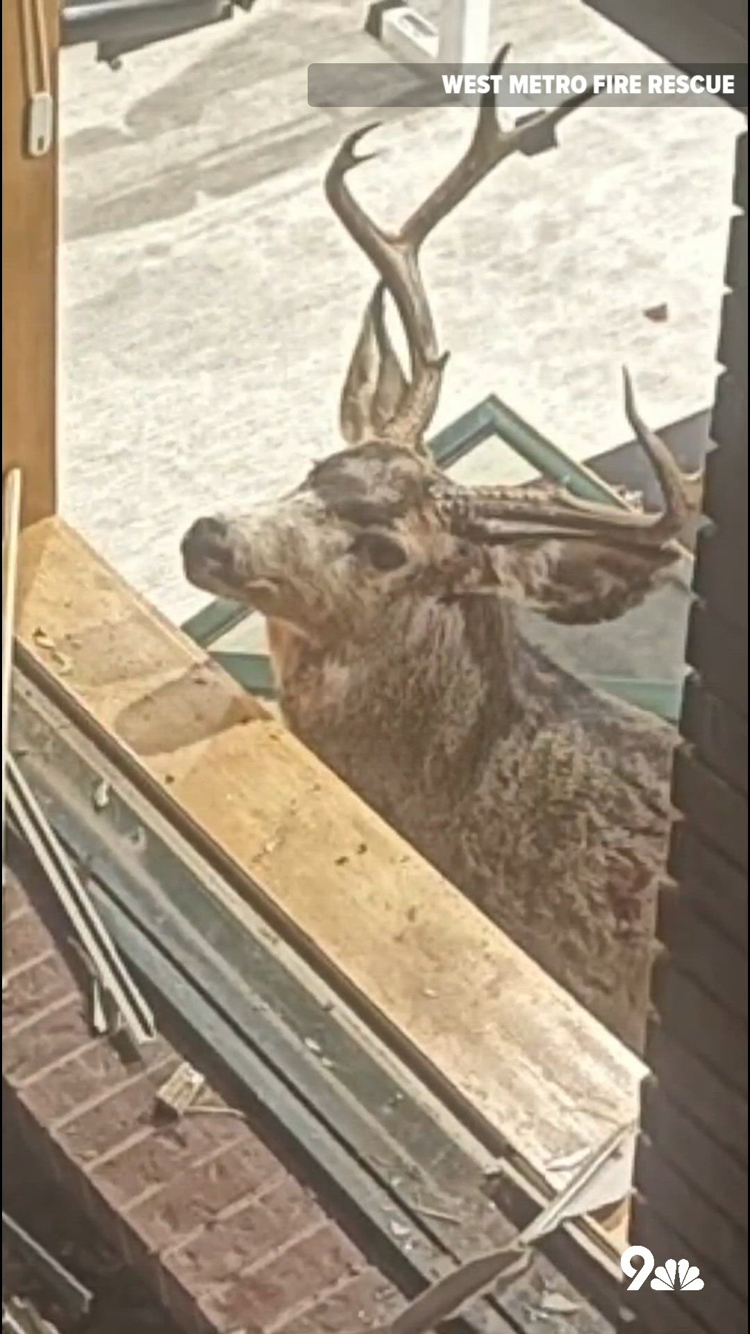 Deer crash through window into Colorado home