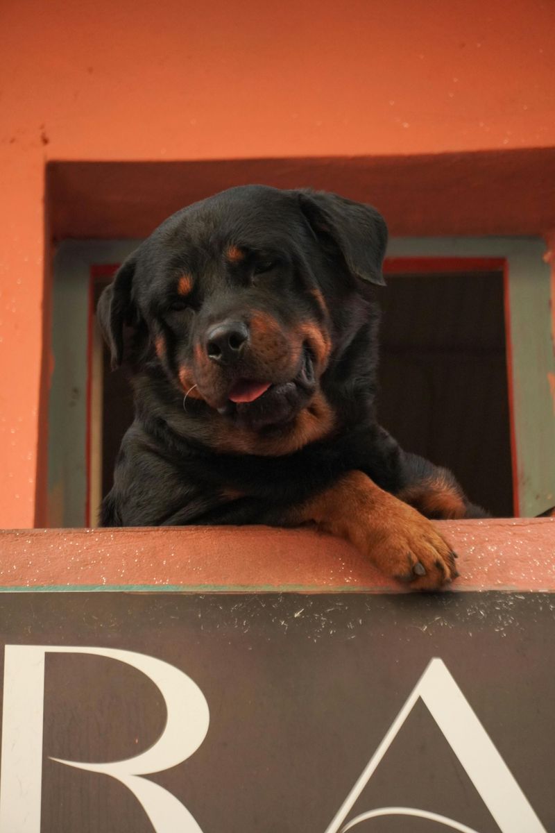 The 10 Dog Breeds That Most Often Attack Their Owners, According To Experts