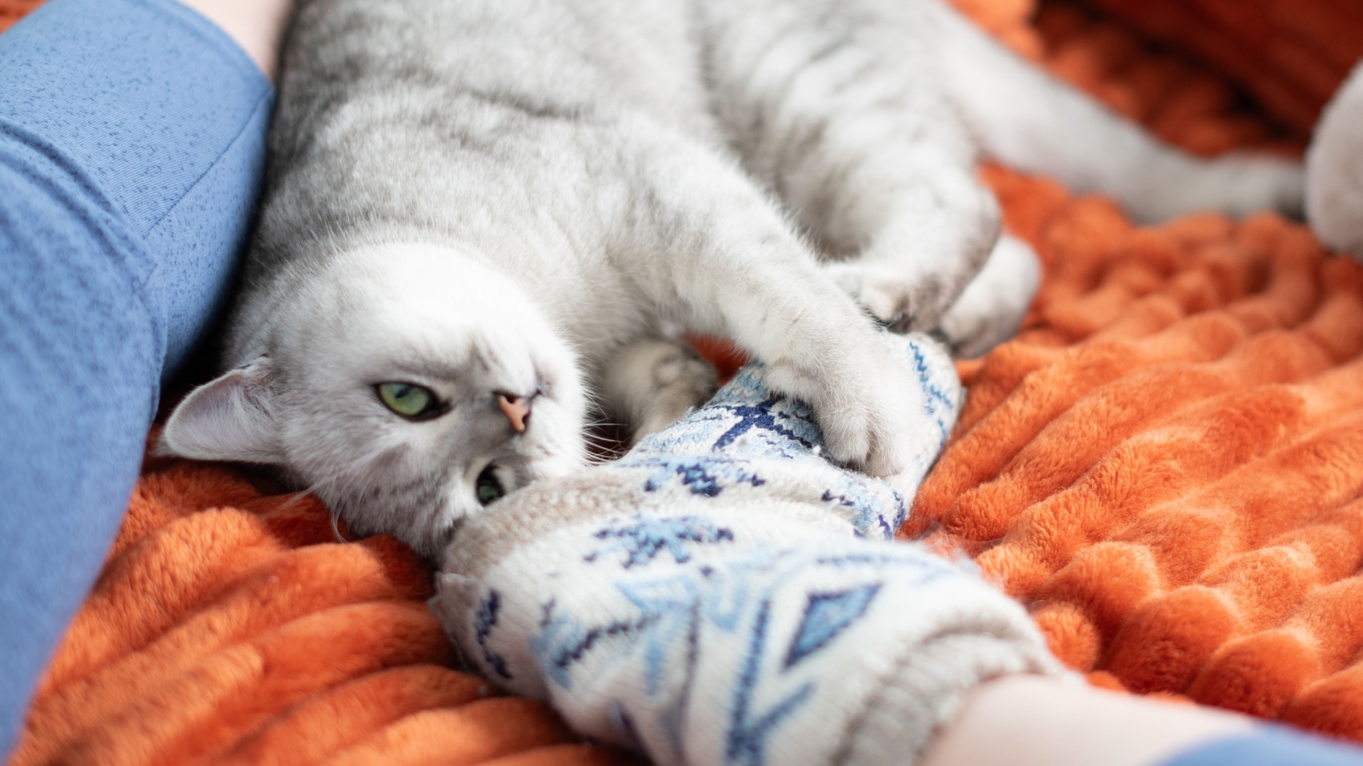 Why Your Cat Sleeps At Your Feet According To Experts And The Sweet ...