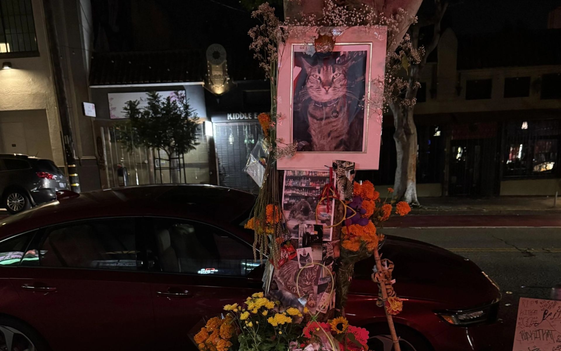 Waymo Self-Driving Car Blamed for Death of Beloved San Francisco Bodega Cat