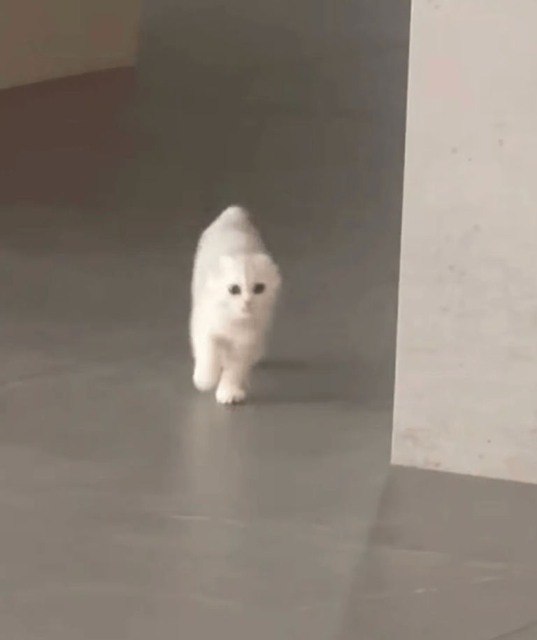 Kylie Jenner introduces the newest addition to the family on Instagram