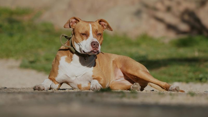 The 10 Dog Breeds That Most Often Attack Their Owners, According To Experts