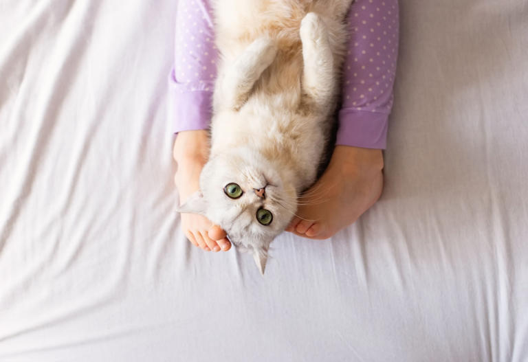 Why Your Cat Sleeps At Your Feet According To Experts And The Sweet ...