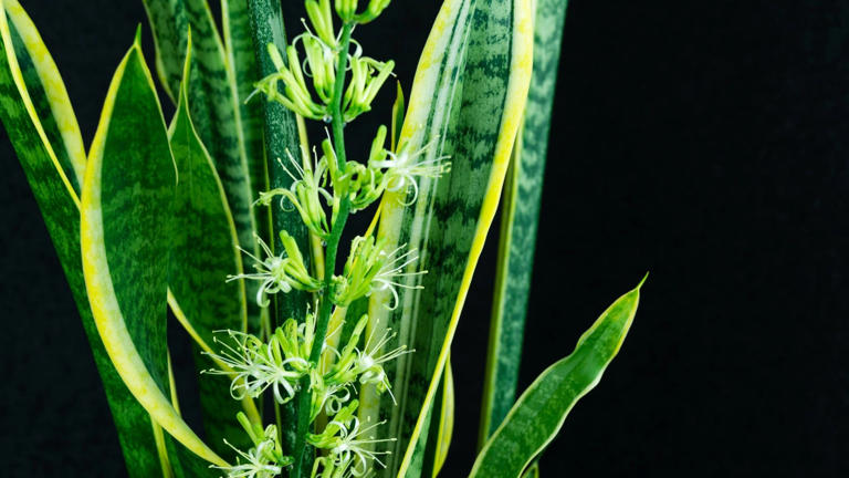 Los peligros desconocidos de la lengua de suegra: por qué recomiendan ...