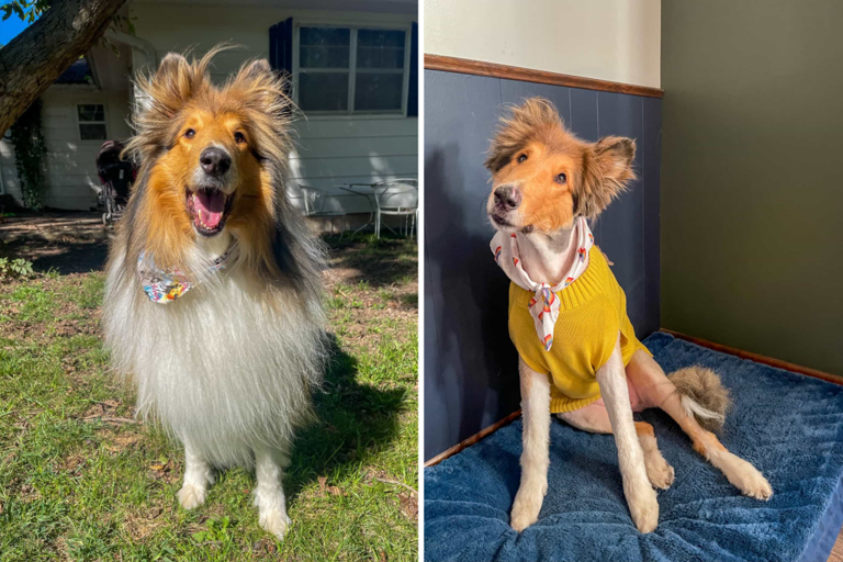 Tears over what paralyzed dog is doing in sleep