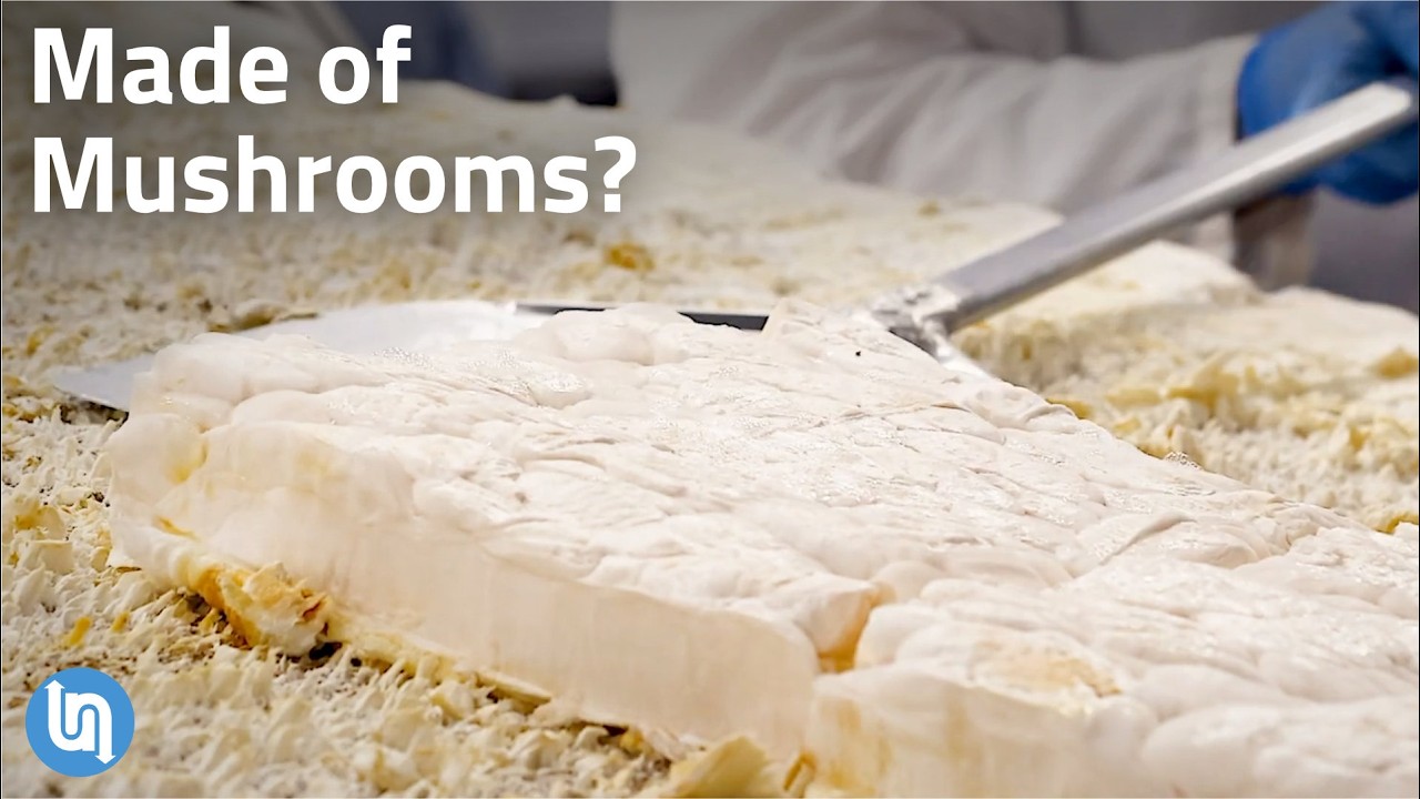 Why mycelium could replace wood and plastic