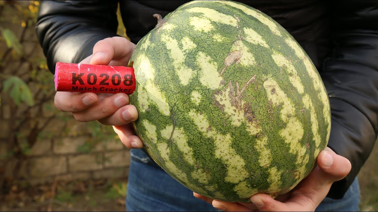 Firecracker vs watermelon